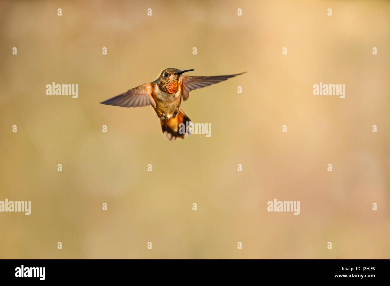 Rufous Hummingbird (Selasphorus rufus) male in flight Stock Photo - Alamy