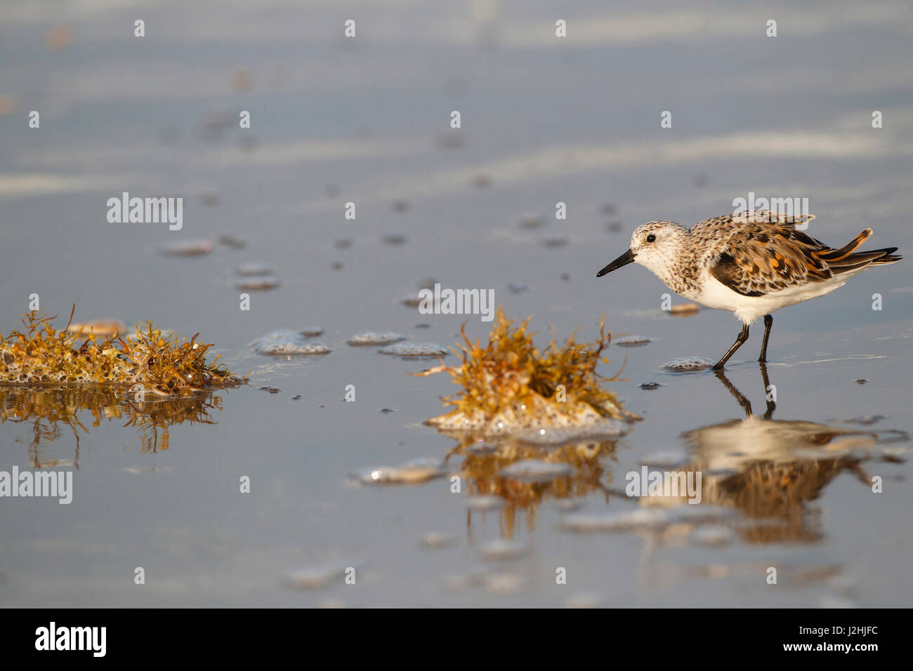 Sanderling (Calidris alba) running on beach Stock Photo - Alamy