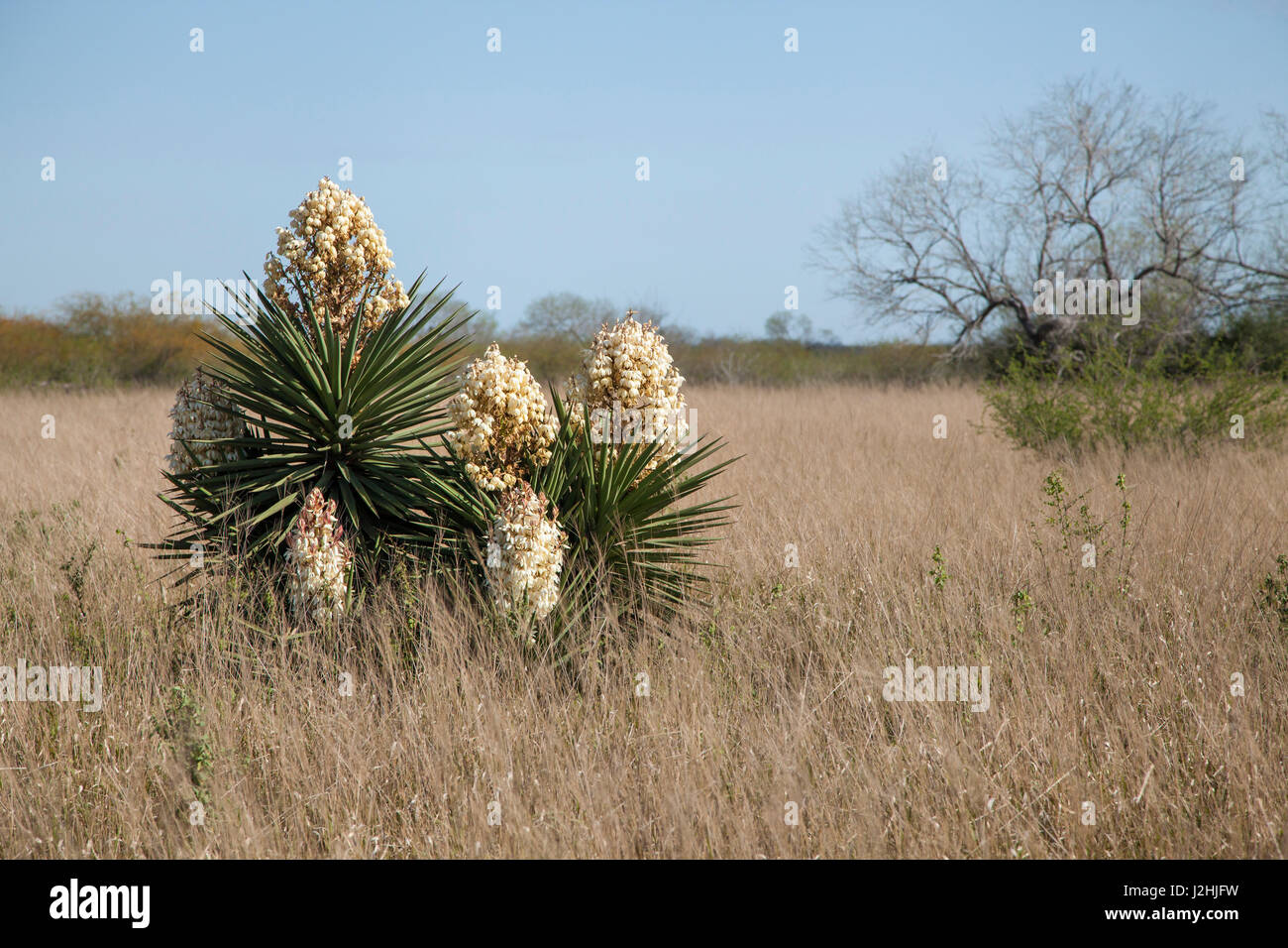 Spanish dagger hi-res stock photography and images - Alamy