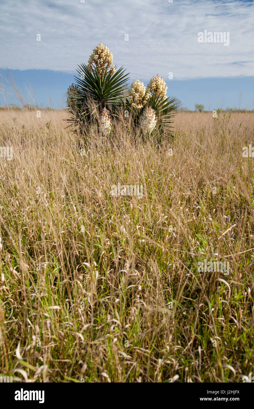Spanish Dagger (Yucca treculeana) in bloom Stock Photo - Alamy