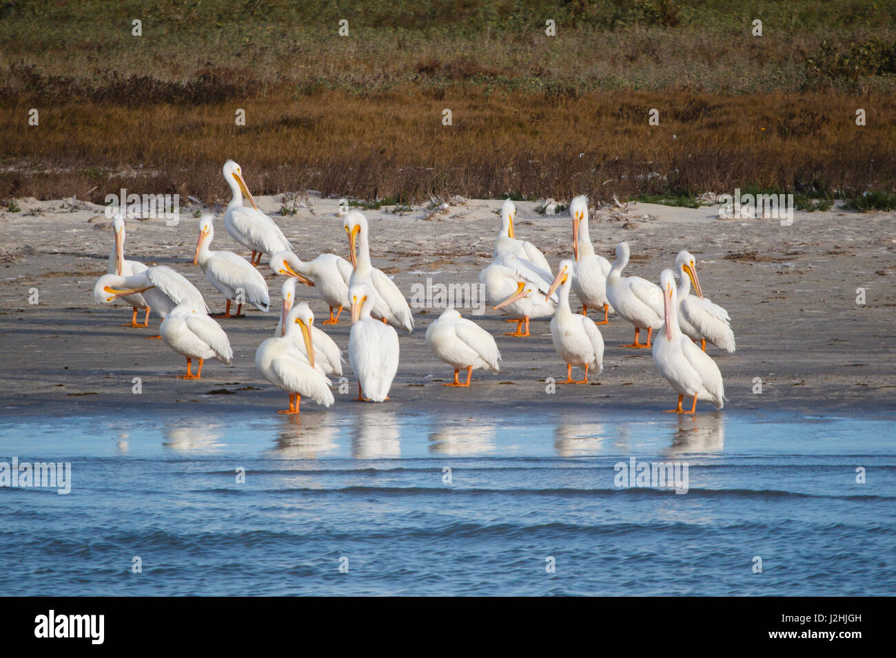 White Pelicans (Pelecanus Erythrorhynchos) preening Stock Photo - Alamy