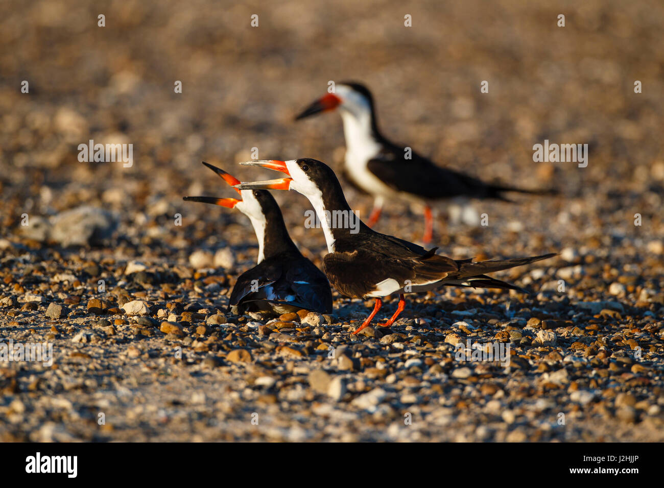 Black Skimmers (Rynchops niger) scolding other birds Stock Photo - Alamy