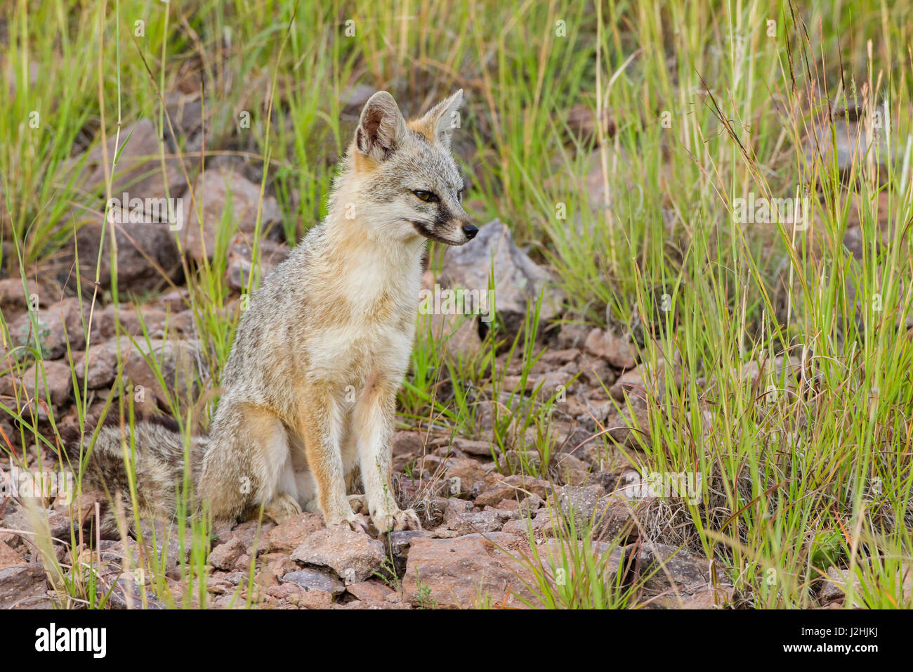 Gray fox texas hi-res stock photography and images - Alamy