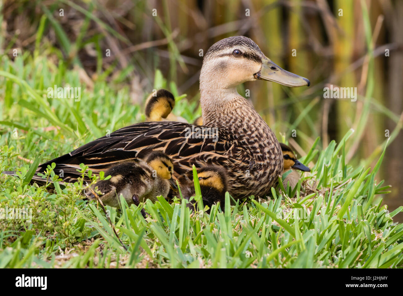 Mottled Duck (Anas fulvigula) female brooding young Stock Photo - Alamy