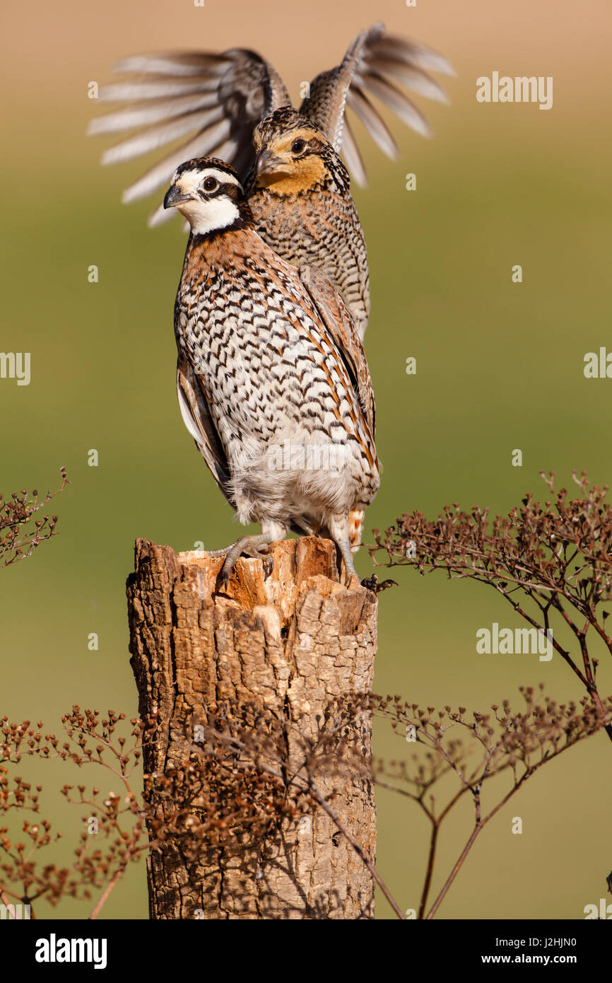 Quail Flying Stock Photos & Quail Flying Stock Images - Alamy