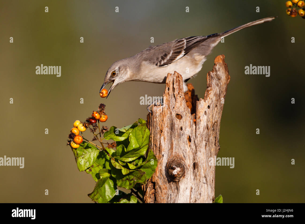 Mockingbird bridge hi-res stock photography and images - Alamy