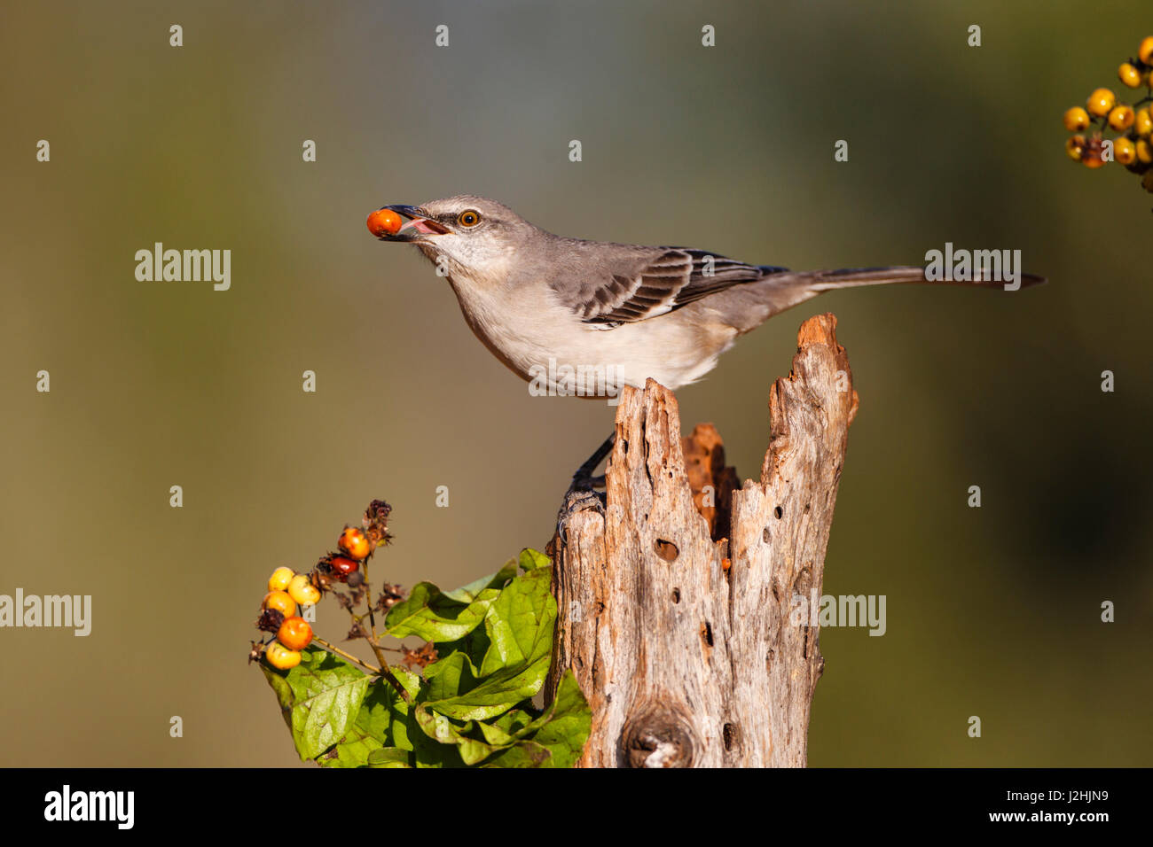 Anaqua hi-res stock photography and images - Alamy