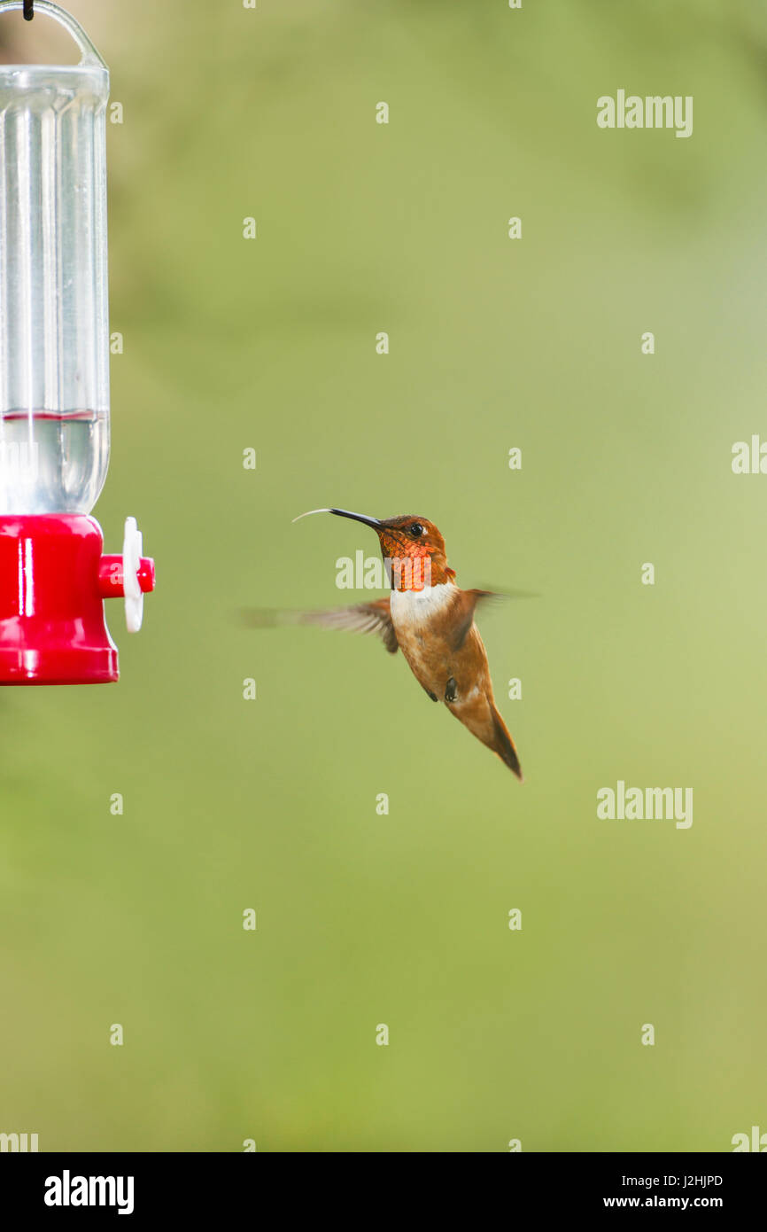 Rufous Hummingbird (Selasphorus rufus) male at feeder Stock Photo - Alamy