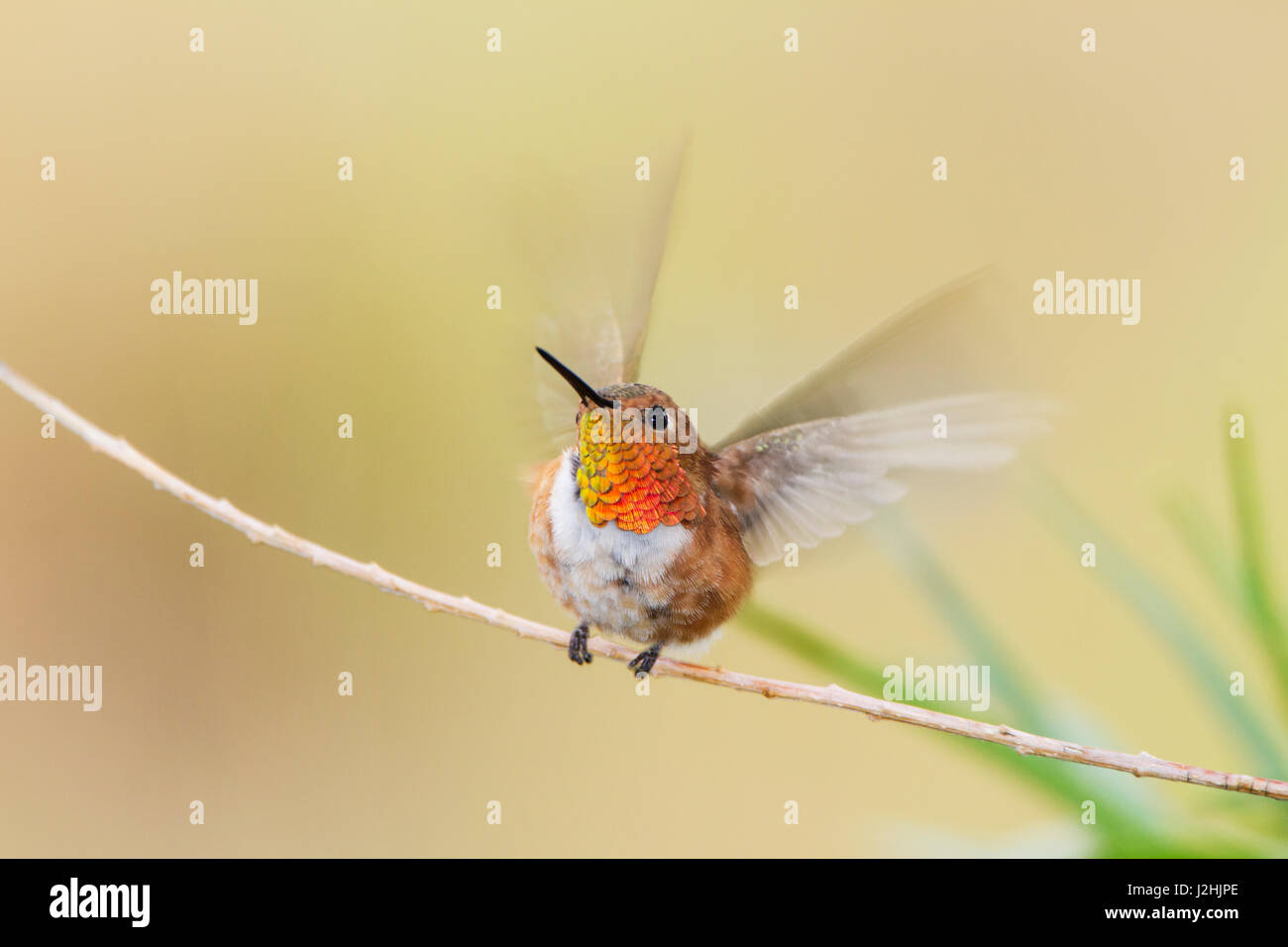Rufous Hummingbird (Selasphorus rufus) male takeoff Stock Photo - Alamy