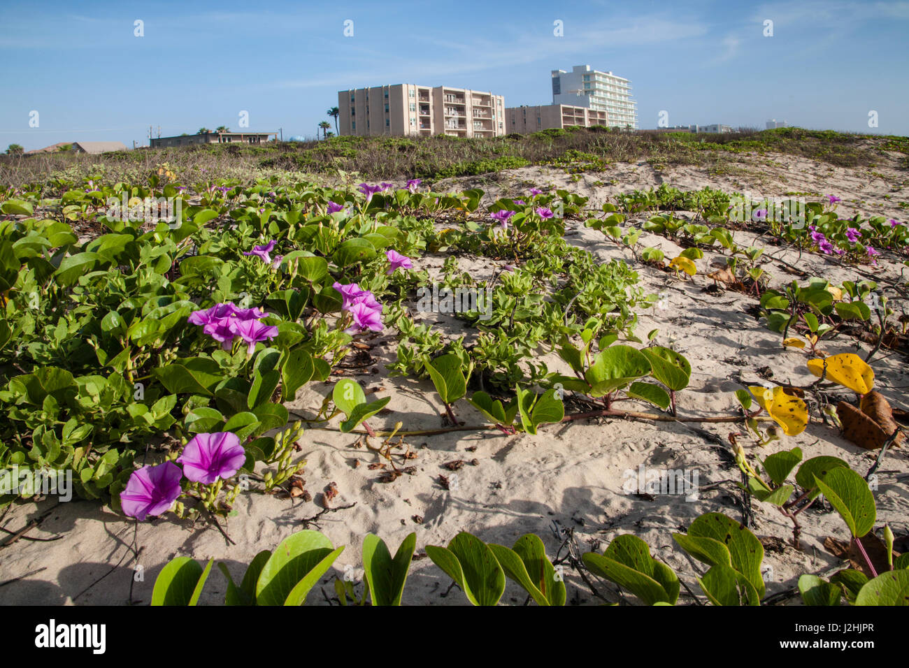 Railroad Vine (Ipomoea pes-caprae) on dunes at South Padre Island ...