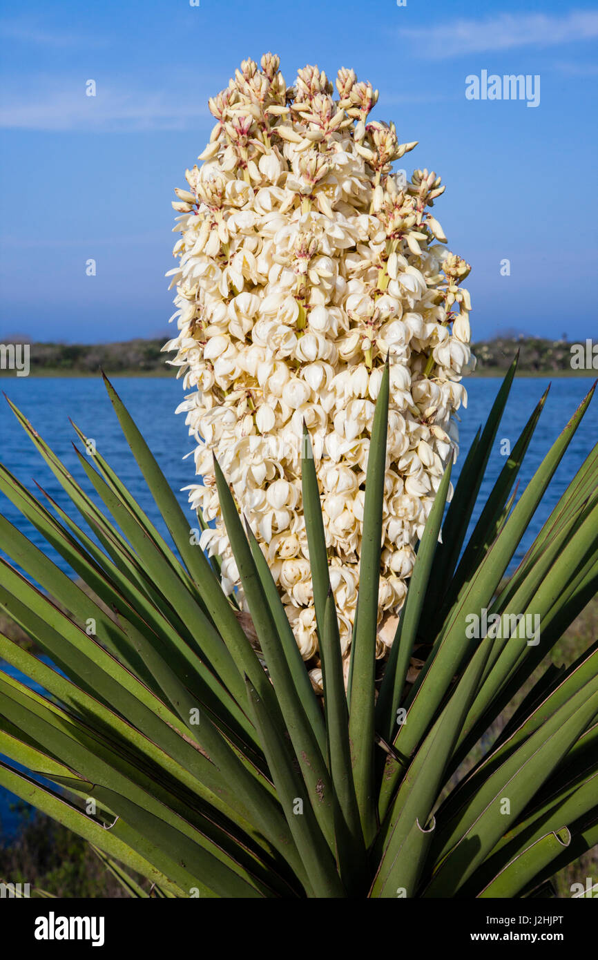 Spanish Dagger (Yucca treculeana) in bloom Stock Photo - Alamy