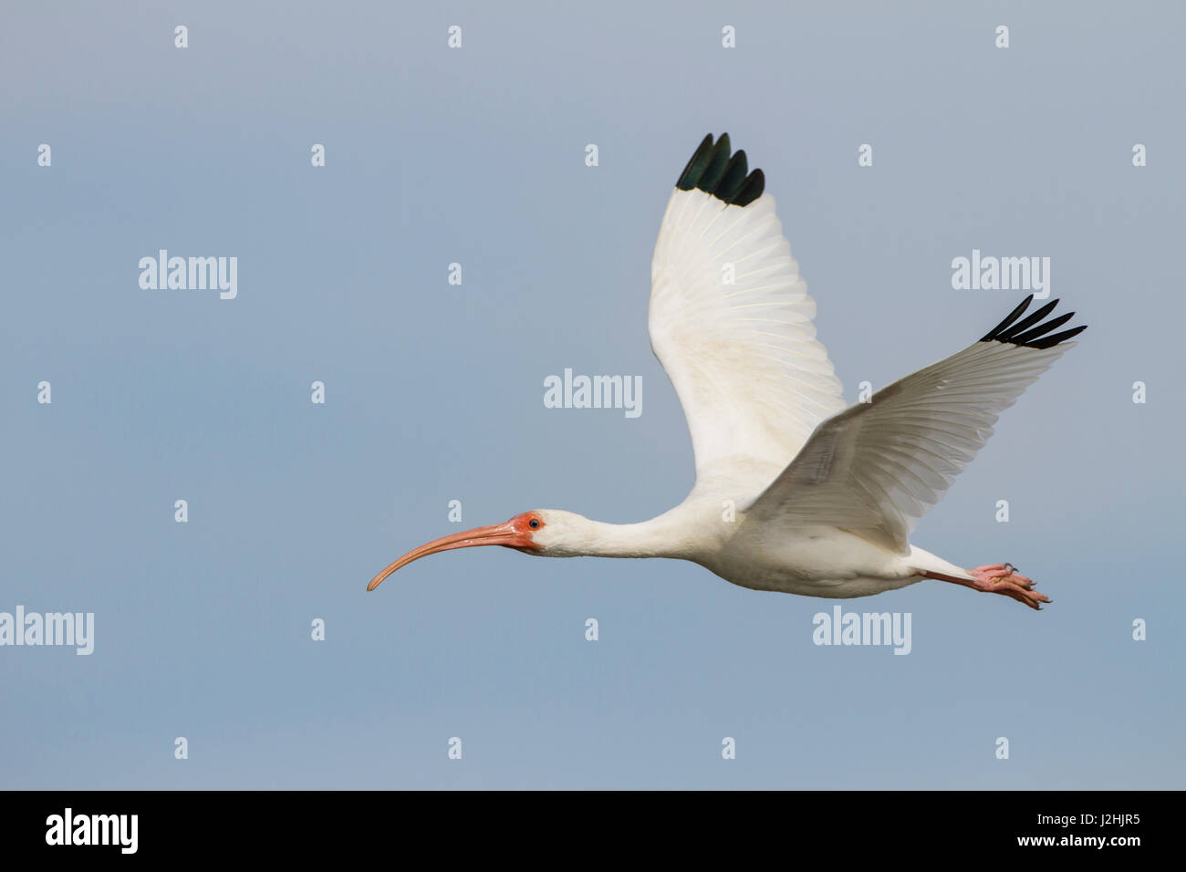 White Ibis in flight Stock Photo - Alamy