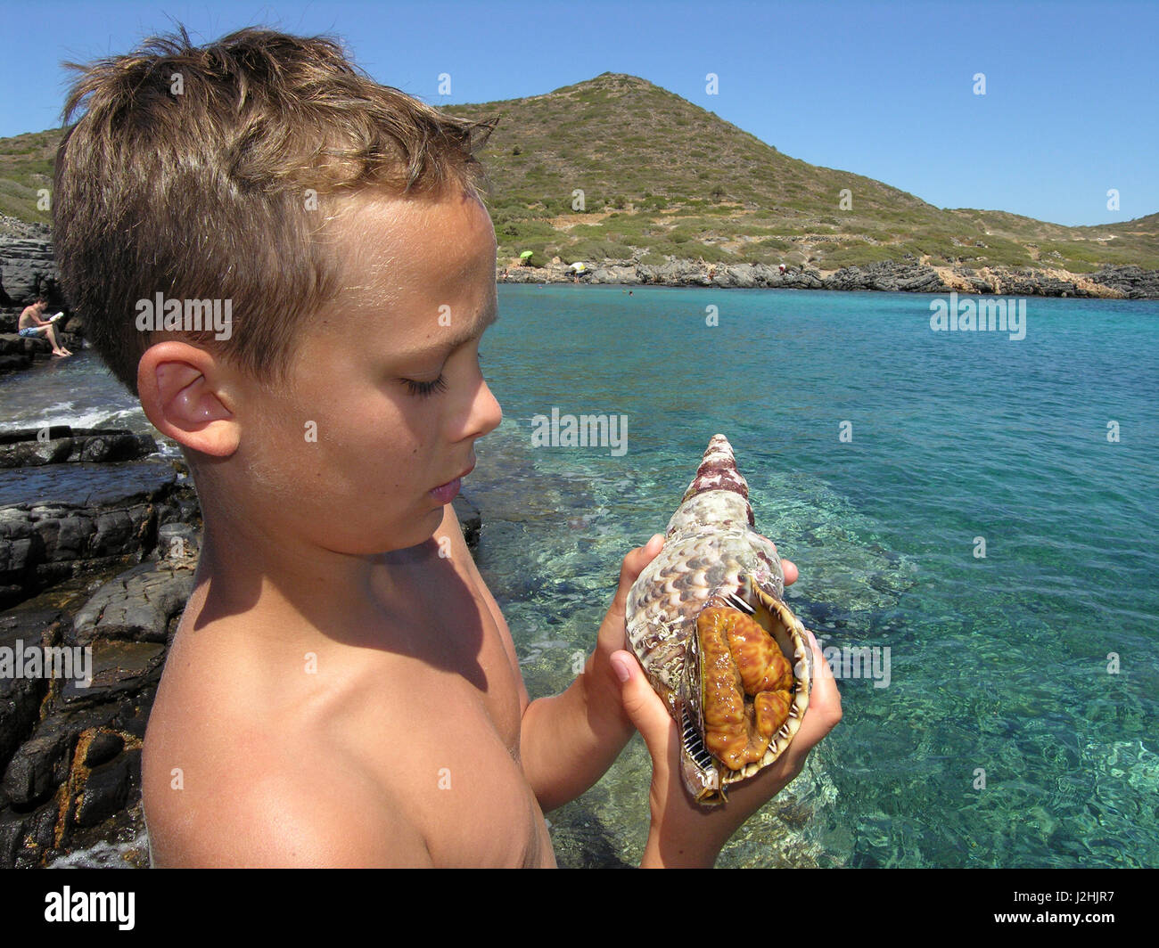 Triton shell hi-res stock photography and images - Alamy