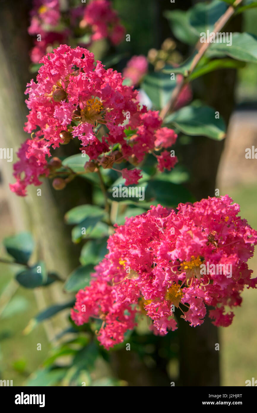 Crape Myrtle, tree, Texas, Usa Stock Photo - Alamy