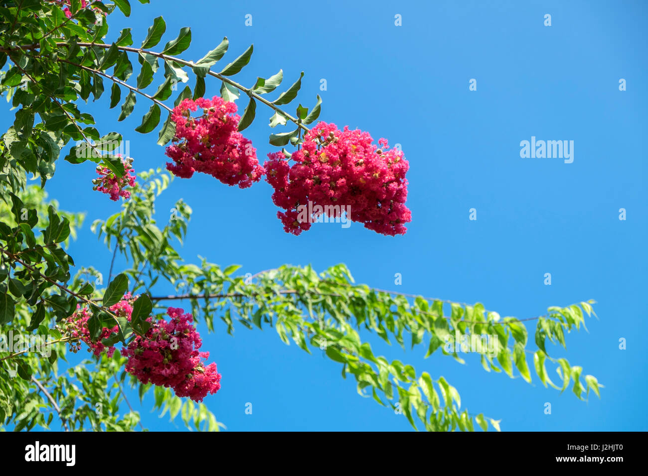 S crape myrtle hi-res stock photography and images - Alamy