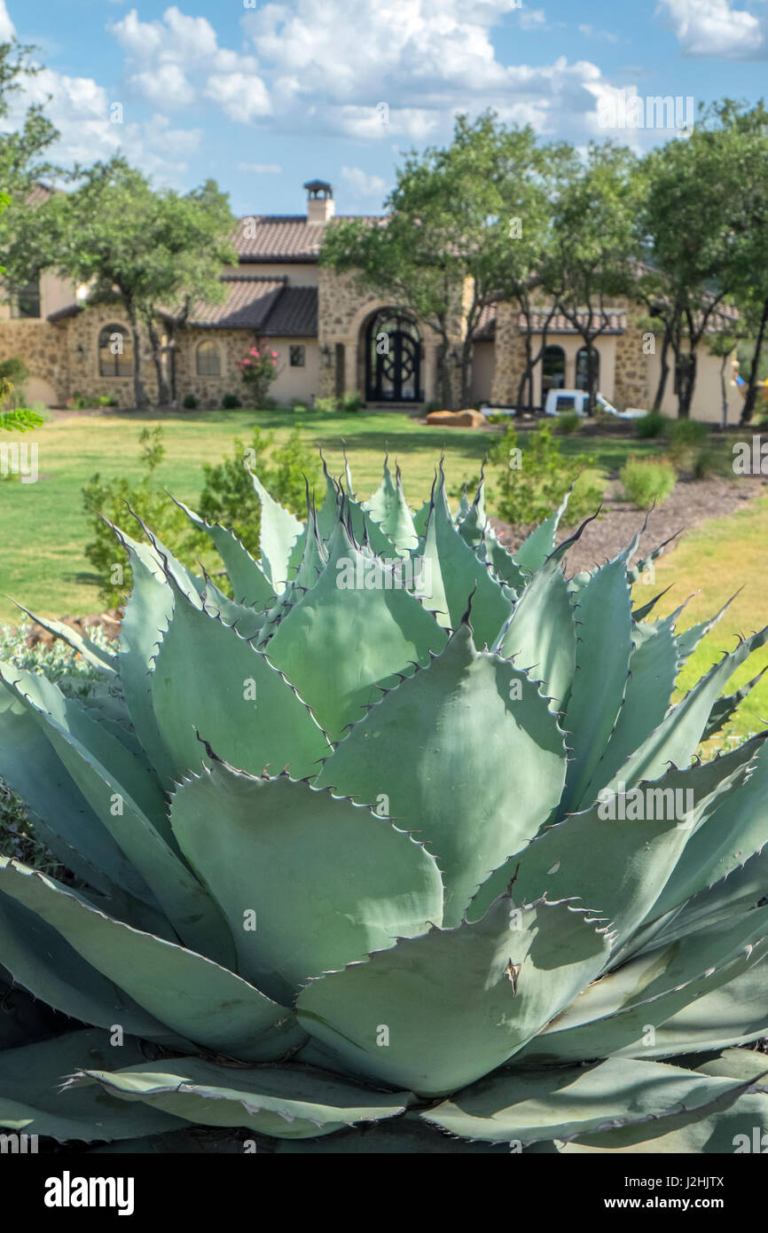 Agave cactus, private home, Austin, Texas, Usa (Editorial Use Only ...