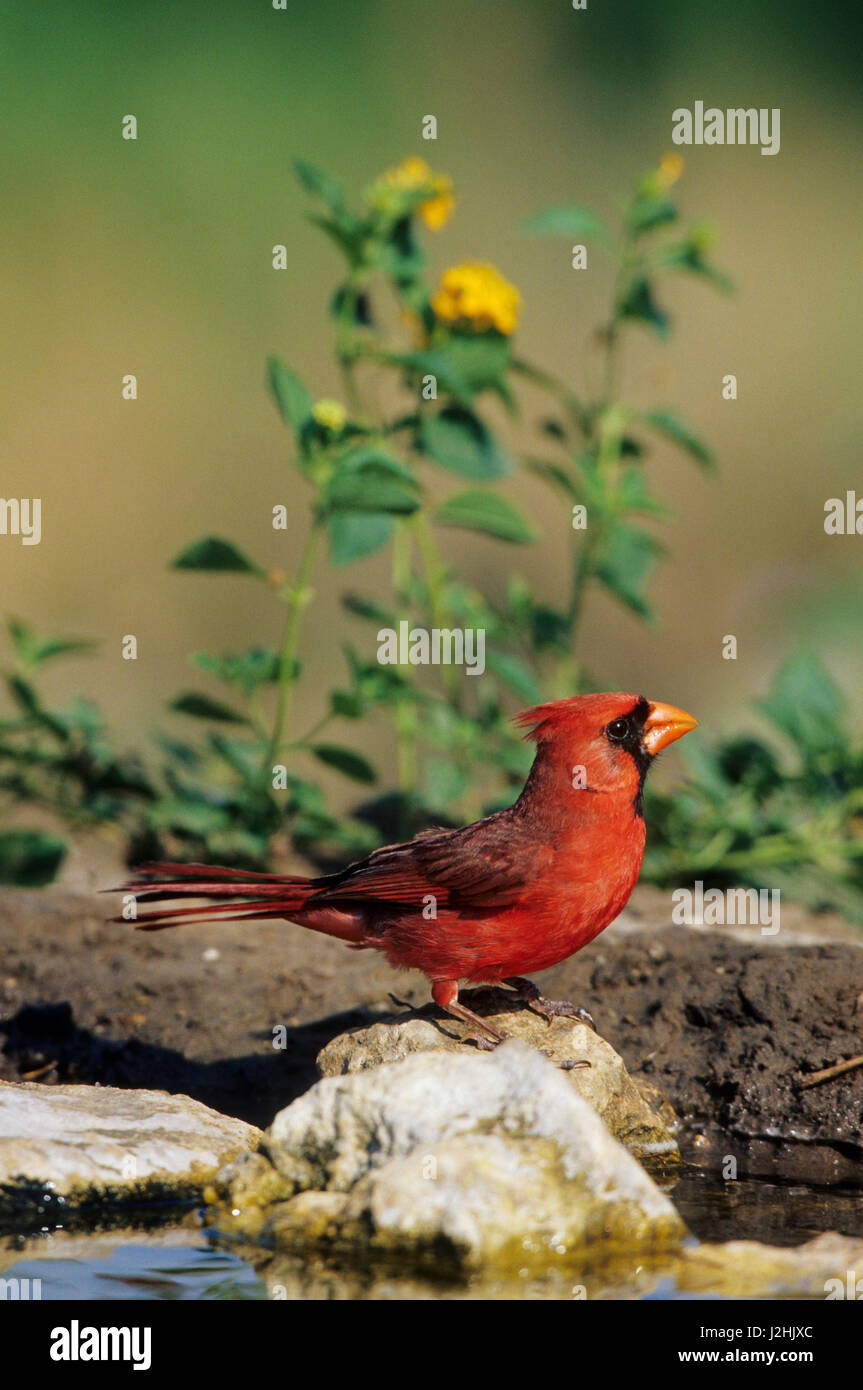 Northern Cardinal (Cardinalis cardinalis) male at water, Starr, TX ...