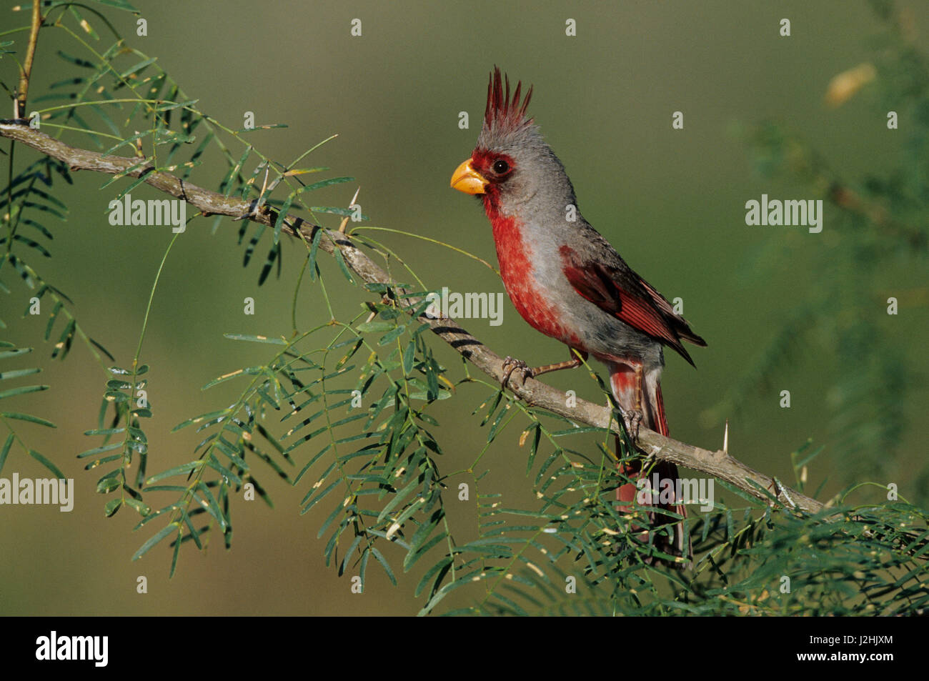 Pyrrhuloxia (Cardinalis sinuatus) male, Starr, TX Stock Photo - Alamy