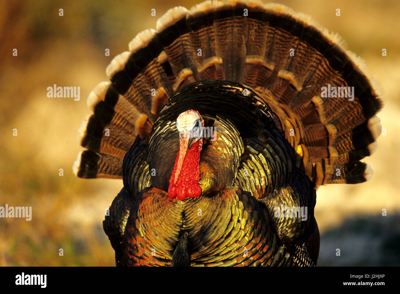 Rio Grande Wild Turkey (Meleagris Gallapavo) gobbler strutting, Starr ...