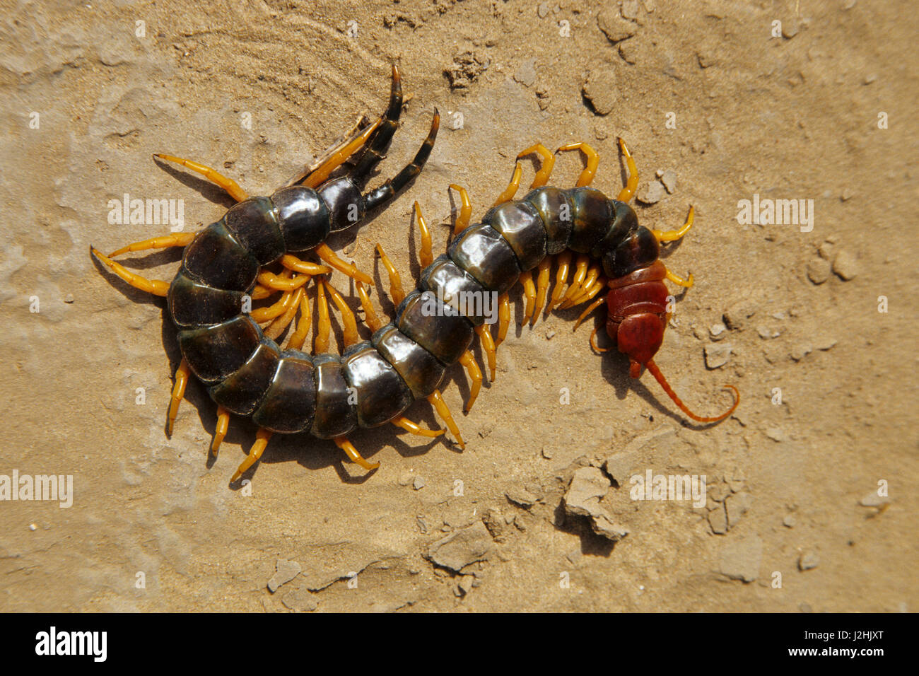 Giant Centipede (Scolopendra heros) Starr County, Texas Stock Photo - Alamy