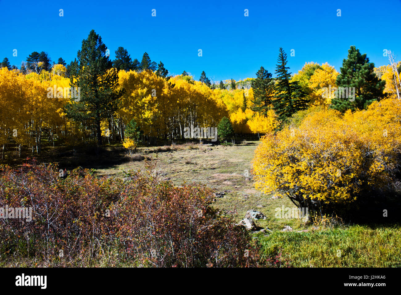 USA, Utah, Scenic Byway, Torrey to Boulder over Boulder Mountain ...
