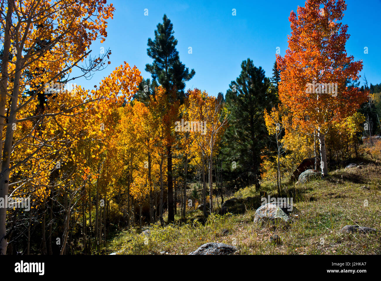 USA, Utah, Scenic Byway, Torrey to Boulder over Boulder Mountain ...