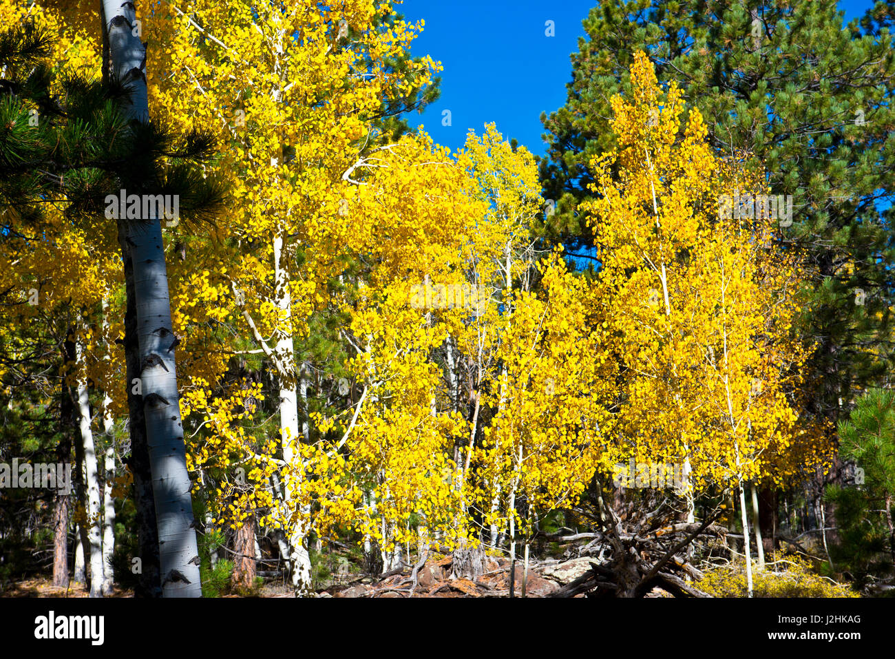 USA, Utah, Boulder, Escalante, Box-Death Hollow Wilderness, Vistas from ...