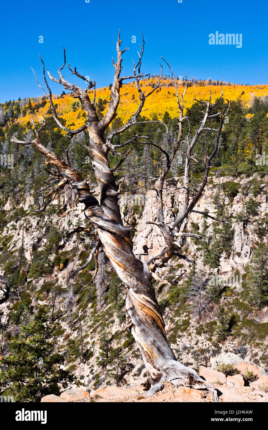 USA, Utah, Boulder, Escalante, Box-Death Hollow Wilderness, Vistas from ...