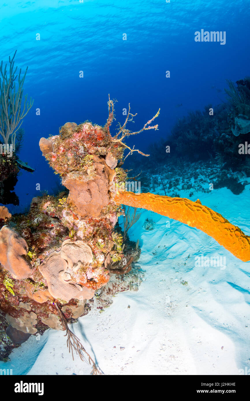 Coral reef red sea fish sponges hi-res stock photography and images - Alamy