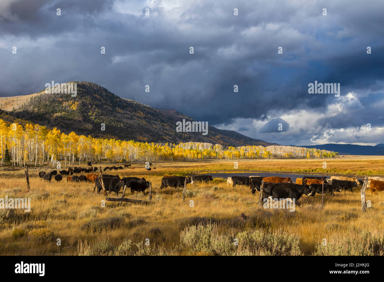 Fishlake national forest cattle hi-res stock photography and images - Alamy