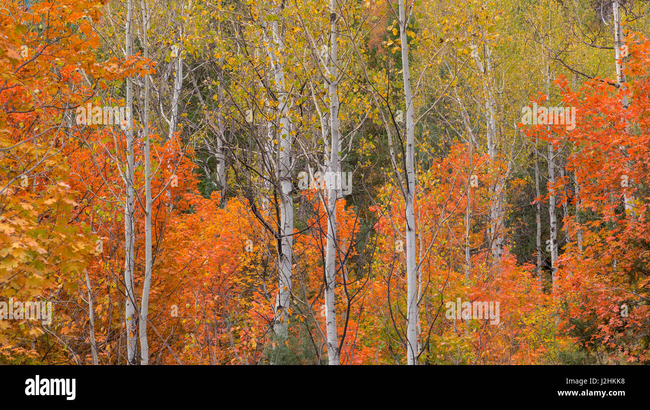 Maple trees in wasatch mountains hi-res stock photography and images ...