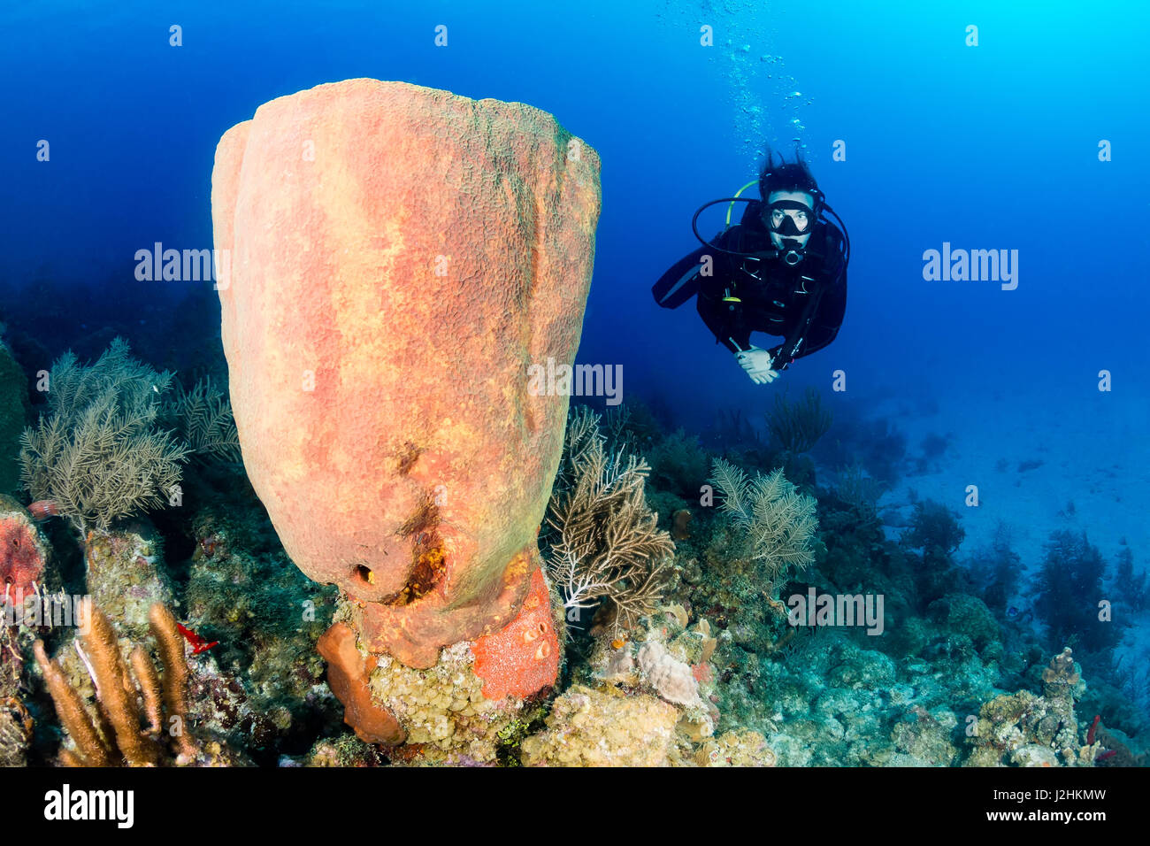 Caribbean giant barrel sponge hi-res stock photography and images - Alamy