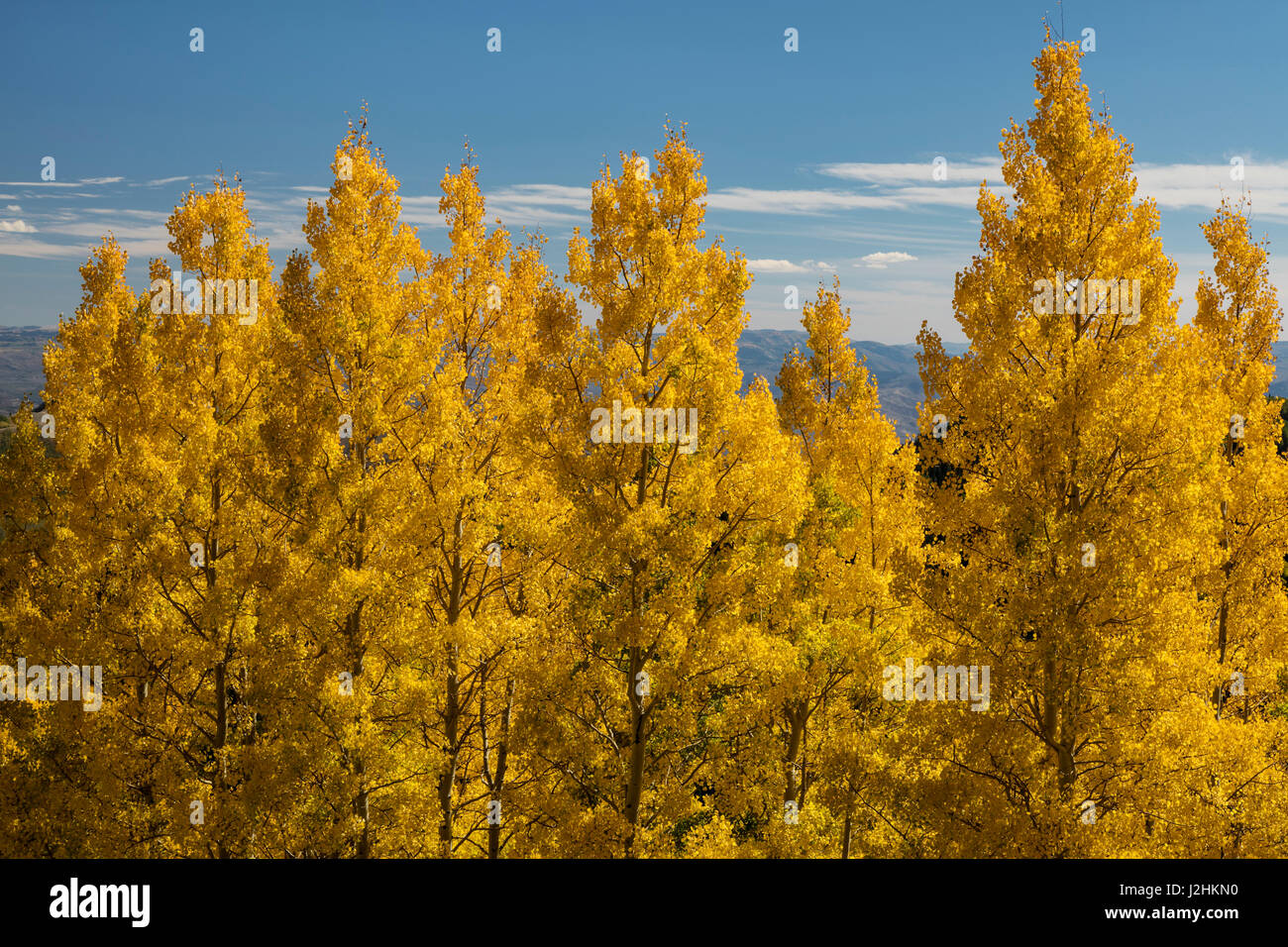 USA, Utah, Wasatch Cache National Forest. Fall aspen trees. Credit as ...