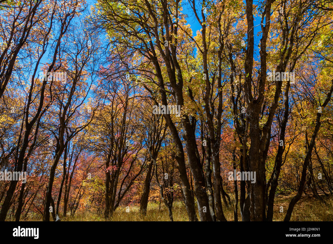 USA, Utah, Wasatch Cache National Forest. Fall maple trees. Credit as ...