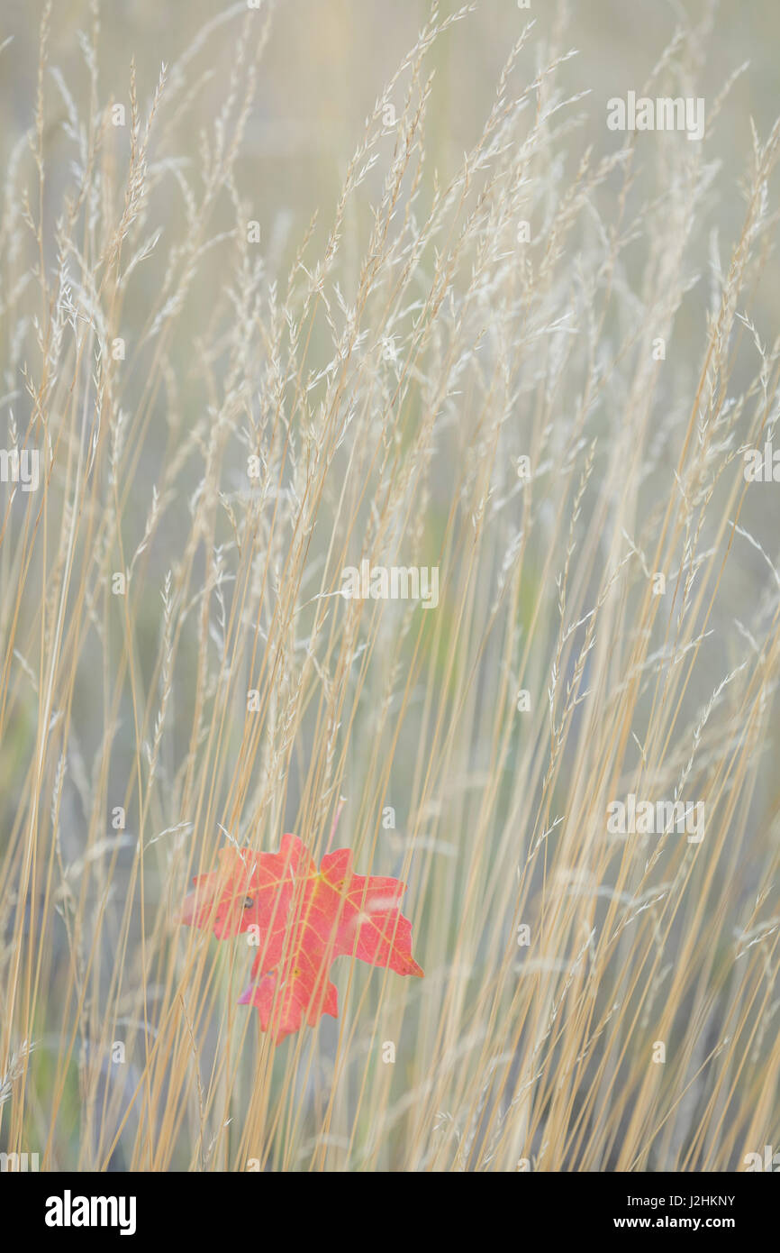 USA, Utah, Wasatch Cache National Forest. Maple leaf in fall grasses ...