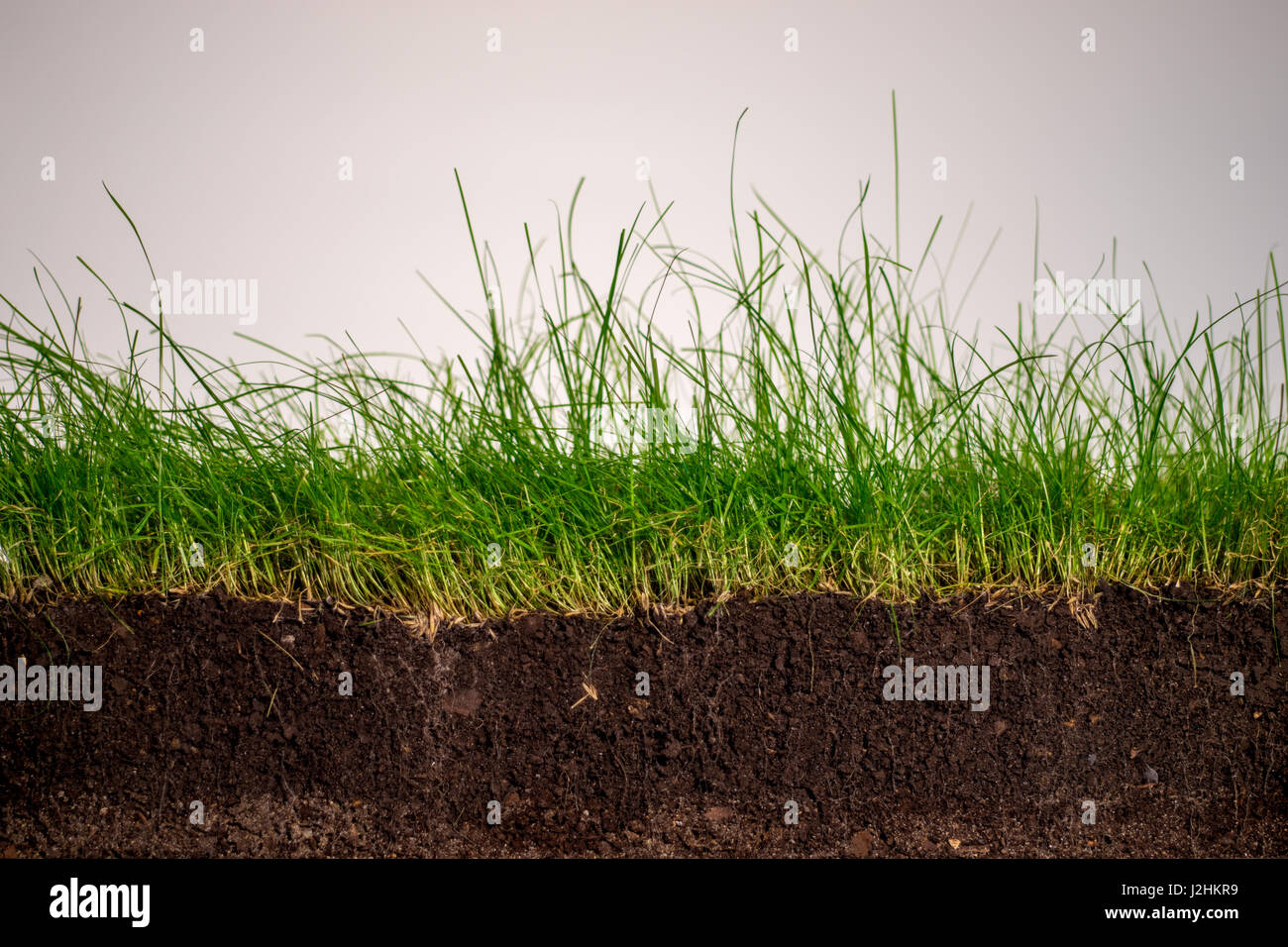 Green grass, cut through the root system Stock Photo - Alamy