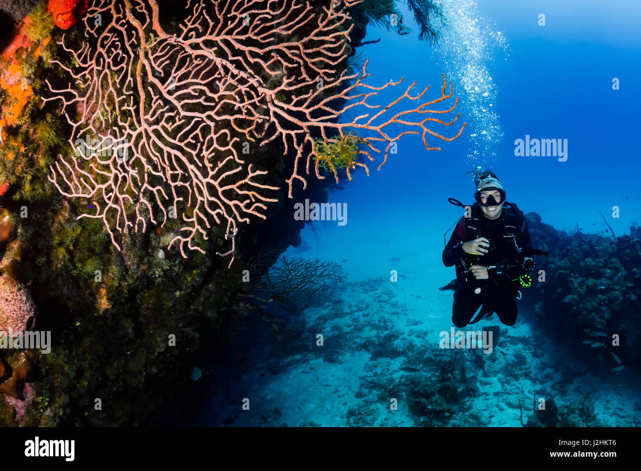Happy SCUBA diver on a coral reef wall Stock Photo - Alamy