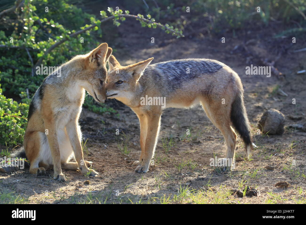 Jackal - the black-backed jackals are monogamous and as small as they ...