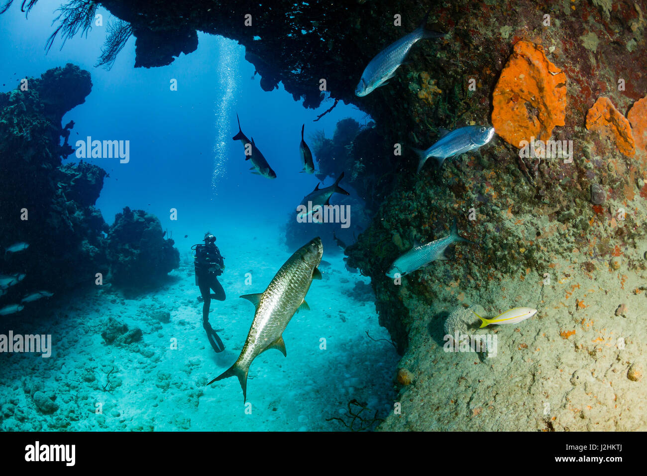 SCUBA diver and a large school of Tarpon Stock Photo - Alamy