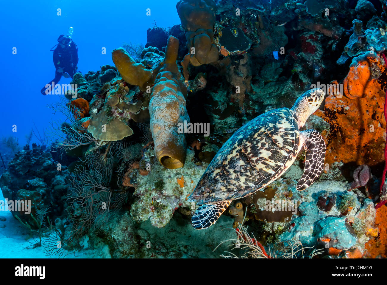 Female hawksbill sea turtle hi-res stock photography and images - Alamy