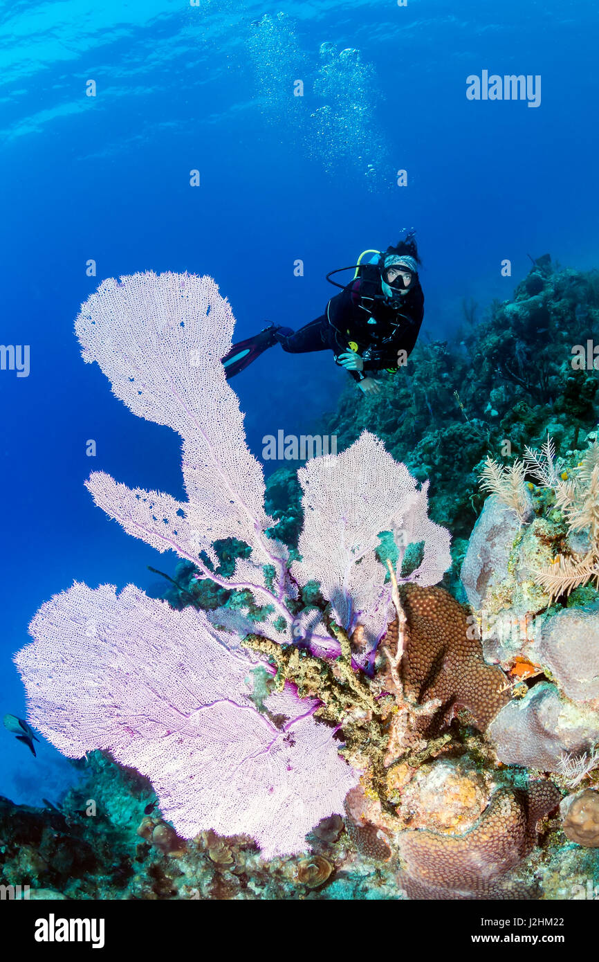Girl scuba diver caribbean reef hi-res stock photography and images - Alamy