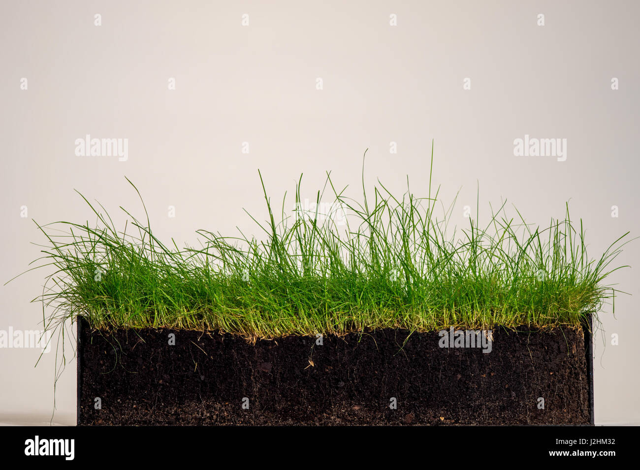 Green grass, cut through the root system Stock Photo - Alamy
