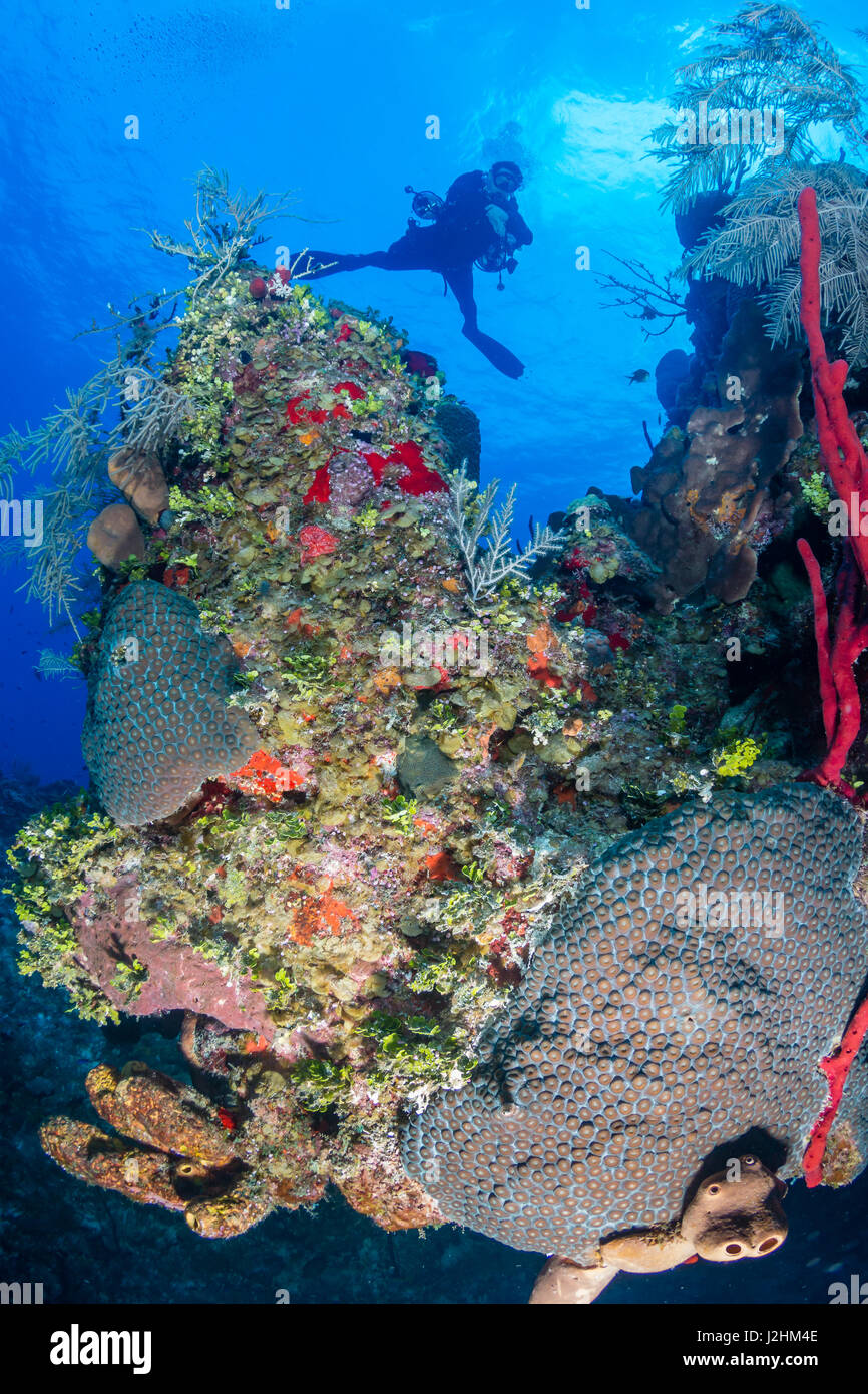 Scuba diving on a deep wall hi-res stock photography and images - Alamy