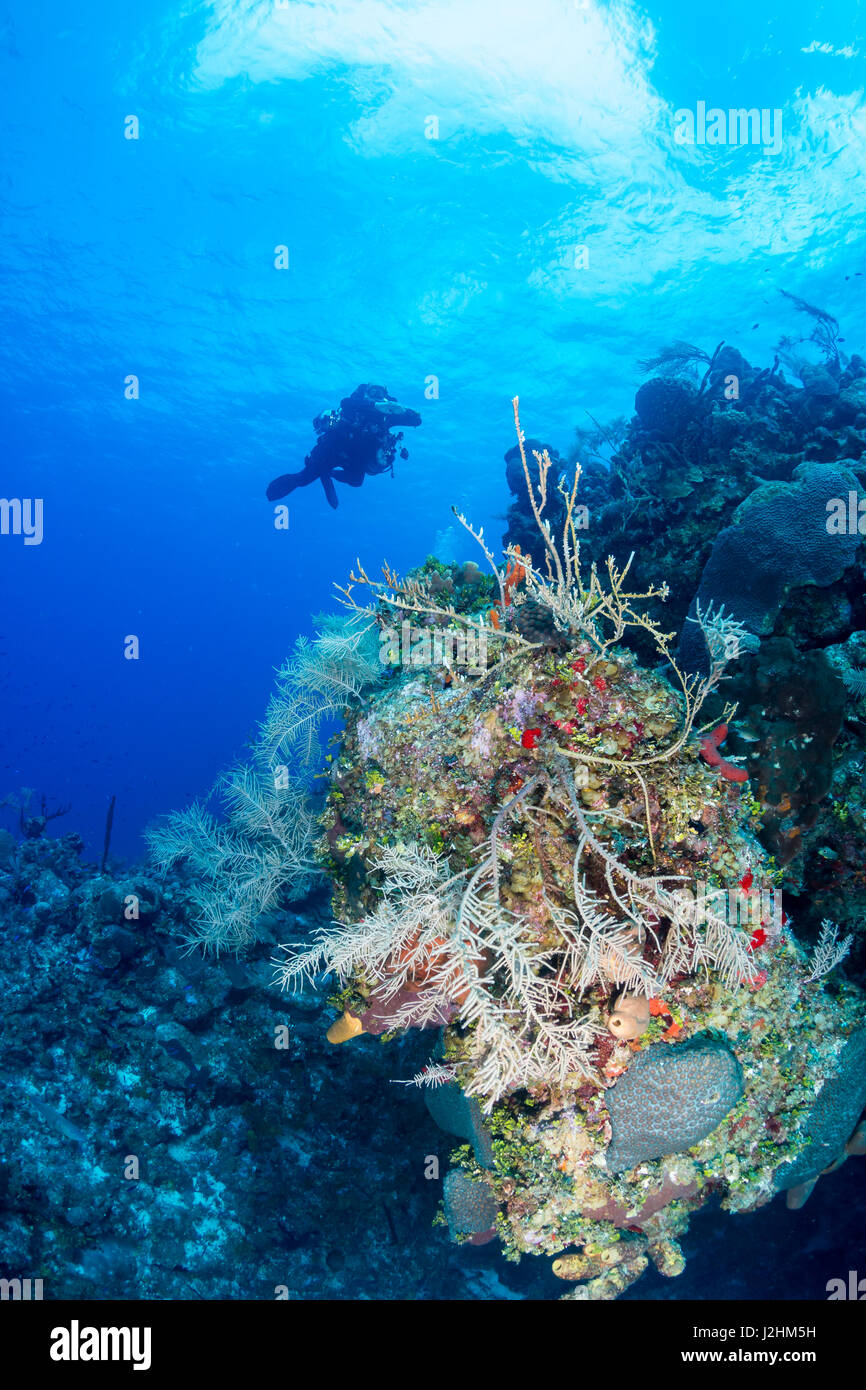 Scuba diving on a deep wall hi-res stock photography and images - Alamy