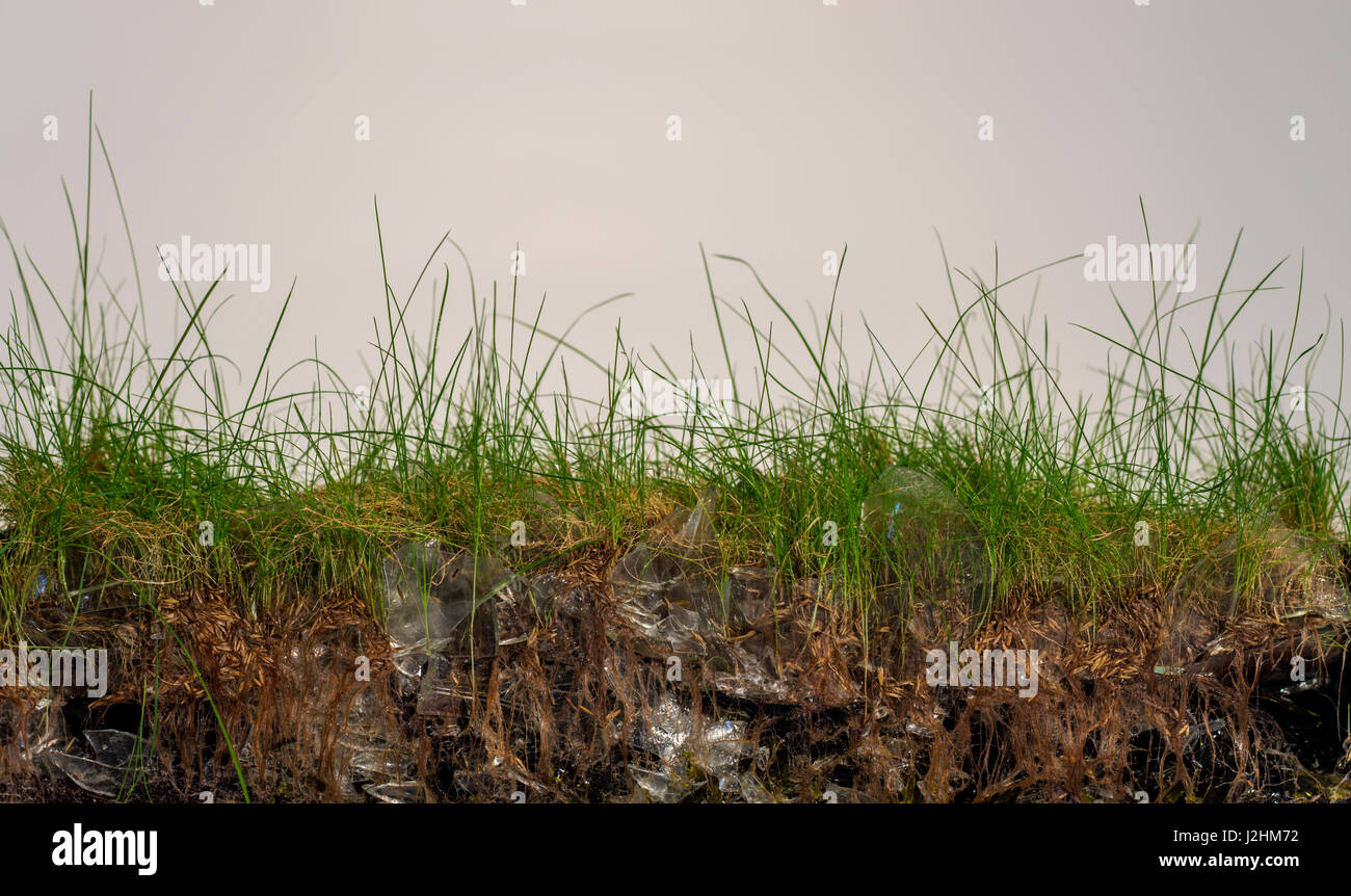 green grass spring - dew - broken glass - cut through the root system ...