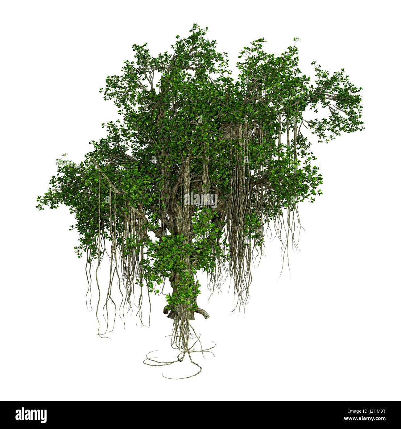 3d rendering banyan tree isolated Cut Out Stock Images & Pictures - Alamy