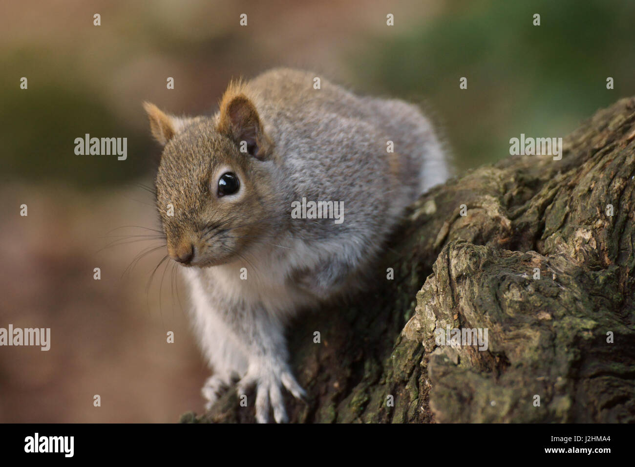 Welsh squirrel hi-res stock photography and images - Alamy