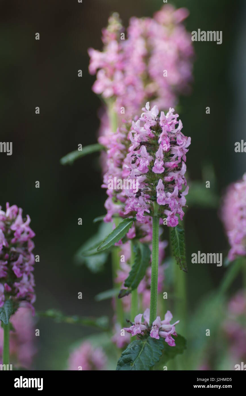 Stachys officinalis ‘rosea’ hi-res stock photography and images - Alamy