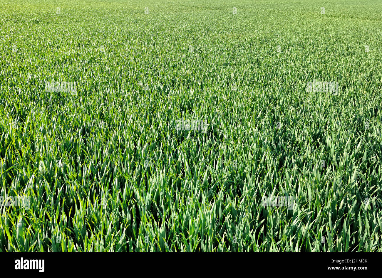 large green wheatgrass field background Stock Photo - Alamy