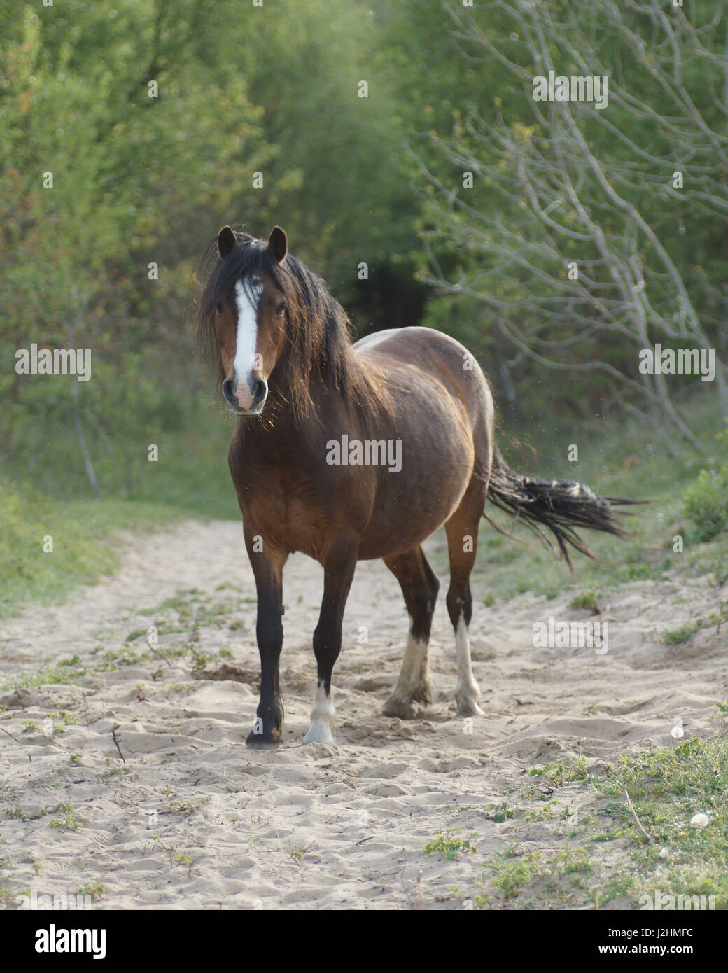 Pony stand hi-res stock photography and images - Alamy